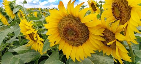 해바라기 필드 닫습니다 피는 해바라기의 필드 아름다운 노란색 큰 꽃 0명에 대한 스톡 사진 및 기타 이미지 0명 개화기 계절 Istock