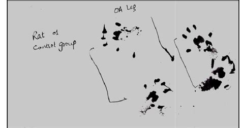 Gait Pattern Of A Rat Of Control Group Download Scientific Diagram