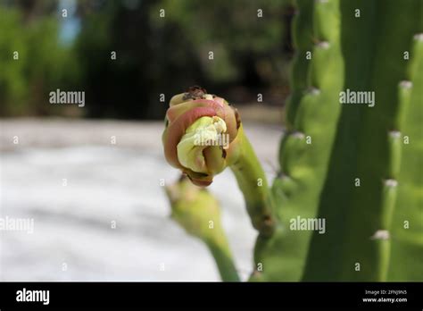 Dragon Fruit Night Blooming Cactus Plant Also Known As Pitaya