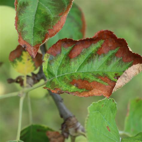 What Is Transplant Shock Canadale