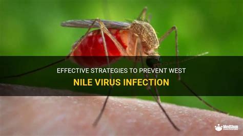 Effective Strategies To Prevent West Nile Virus Infection Medshun