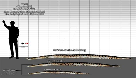 Anaconda Size Comparison By Dani677566 On Deviantart