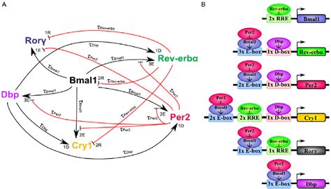Six Variable Model Of Core Clock A Model Network Containing Six Download Scientific Diagram