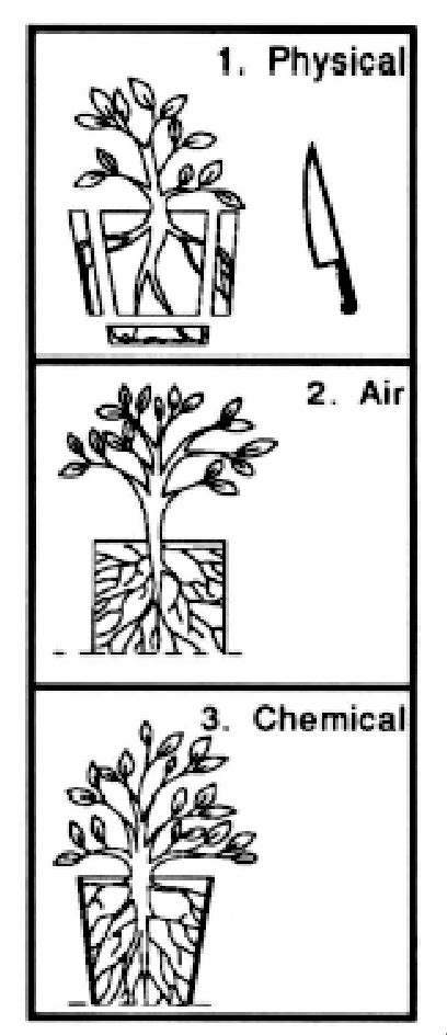 Different Methods Of Achieving Similar Root Pruning Results Physical Download Scientific