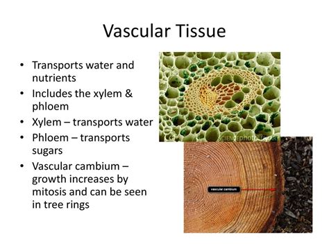 Vascular Tissue
