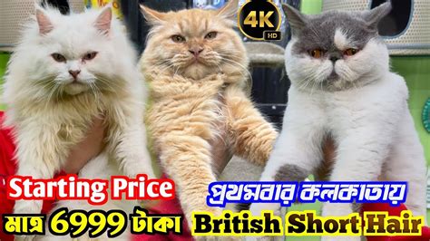 First Time British Short Hair Cat in West Bengal. Cat Market in Kolkata. Persian Cats. - YouTube