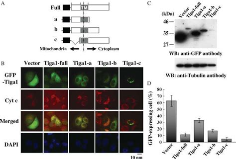 Both Its N And C Terminal Regions Are Required For The Mitochondrial Download Scientific