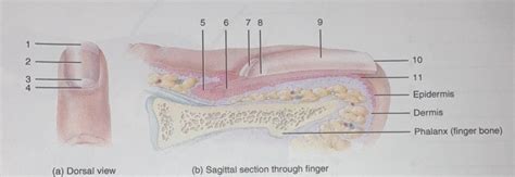 Nail Structure Diagram Quizlet