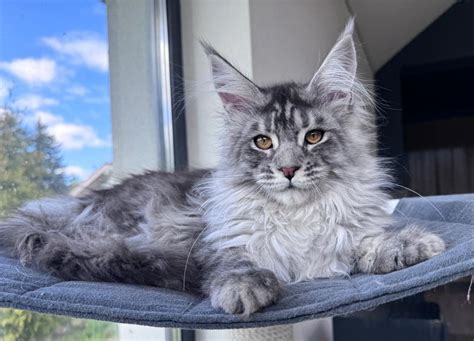 Black Smoke Silver Maine Coon Kittens For Sale