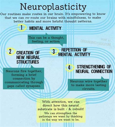 Neuroplasticity Brain Based Learning Brain Facts Endocannabinoid System Brain Science