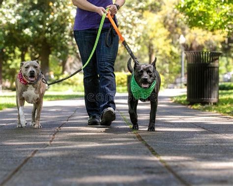 Two Dogs Walking On Leashes In Park Stock Image Image Of Wearing
