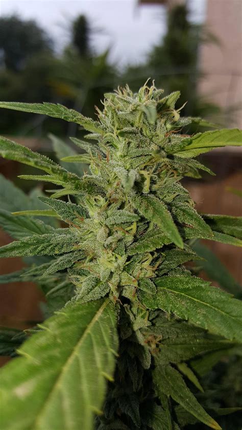 Smells Like Hash Album On Imgur