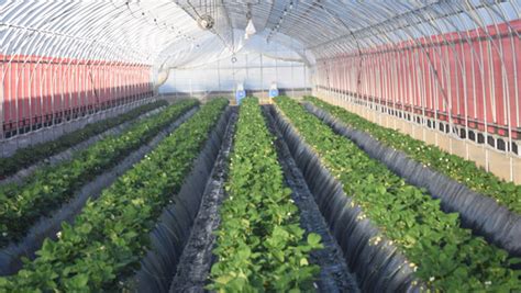 【動き出す 担い手コンサルティング】イチゴ就農者に道筋① 栃木県・ja足利、農林中金宇都宮支店｜jacom 農業協同組合新聞