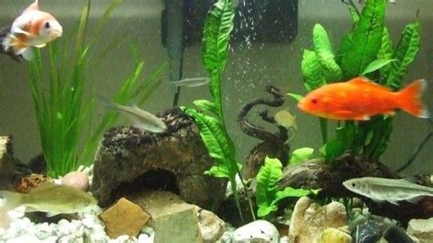 ¿un Pez De Pecera Para Combatir El Dengue Última Hora Noticias De