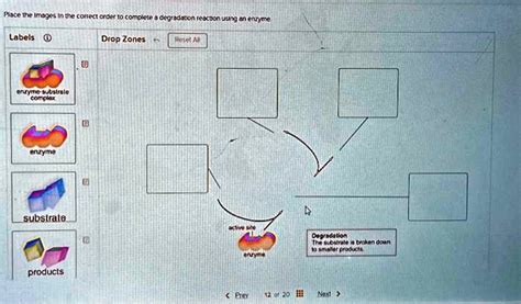 Place The Images In The Correct Order To Complete A Degradation