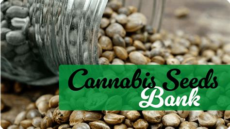 Best Seed Banks In The United States 5 Top American Vendors Brand