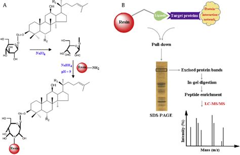 Affinity Chromatography Analytical Chemistry At Mason Duckworth Blog