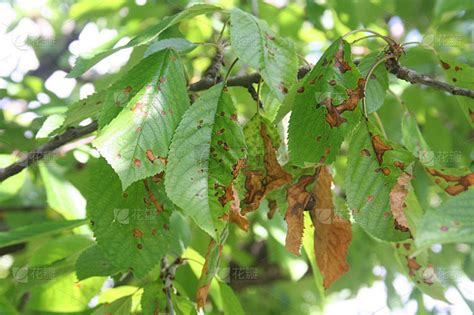 甜樱桃树的病害。