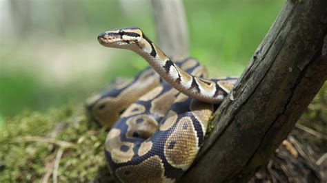 Seba Python Im Steckbrief Merkmale Vorkommen Verhalten Etc