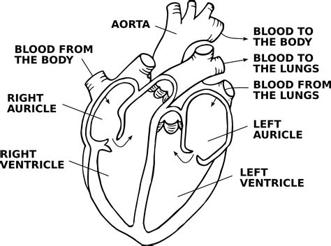 Heart Structure Diagram Simple Labeled Inside Valves Ks2