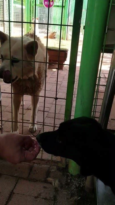 곰순이 곰돌이 닭고기 먹는데 깜비 엑스트라 출연 Youtube