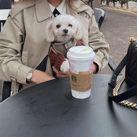 Akaneさんのインスタグラム写真 Akaneinstagram「おこちゃん🐶🤍 この日はおこよりちょっと大きめなポメラニアンを見つけ