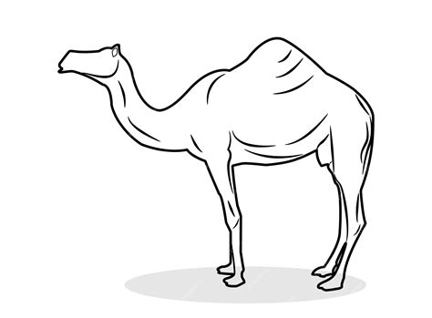 Chameau Vector Illustration Dessin Au Trait Simple Vecteur Premium