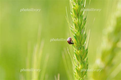 Photolibrary