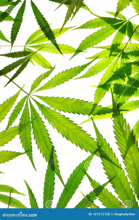 Silhueta Fresca Da Folha Do Cannabis Em Um Fundo Branco Foto De Stock