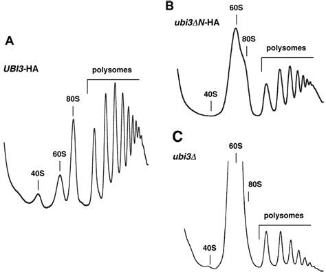 The Ubi3Δn Mutation Leads To A Deficit In 40s R Subunits Strains