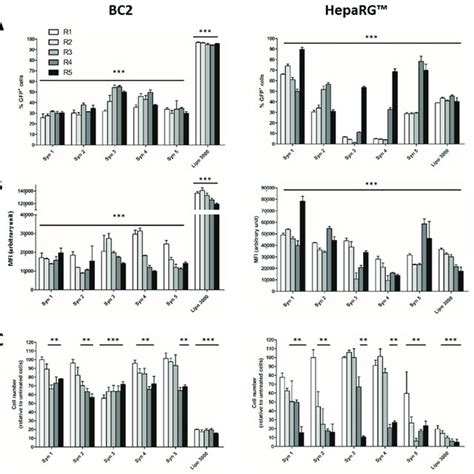 Transient Transfection Of Huh7 And Hepg2 Cells The Cationic Liposomes