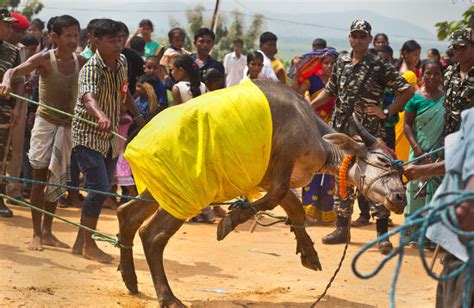 Buffalo Struggles Villagers Prepare Sacrifice Temple Editorial Stock