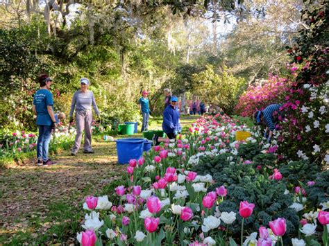 Volunteer Airlie Gardens