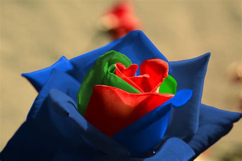 장미 빨간색 초록 Pixabay의 무료 사진 Pixabay