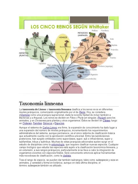 Taxonomía Linneana Pdf Procariota Biología Celular