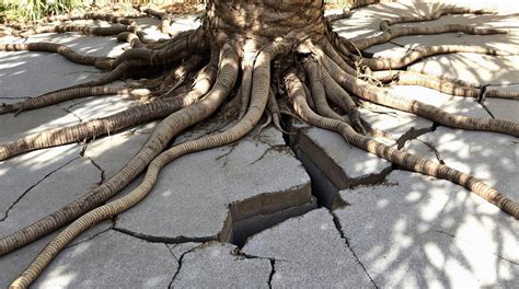 Can Palm Tree Roots Damage Foundation