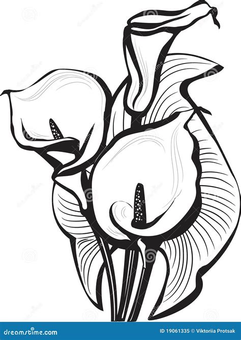 Calla Lily Sketches