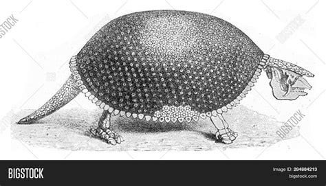 Glyptodon Fossil