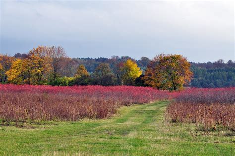 Autumn Field Chokeberry Free Photo On Pixabay