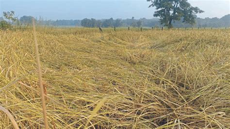 Paddy Crop Damage । सिंधुदुर्ग जिल्ह्यात जोरदार पावसामुळे भाताचे नुकसान