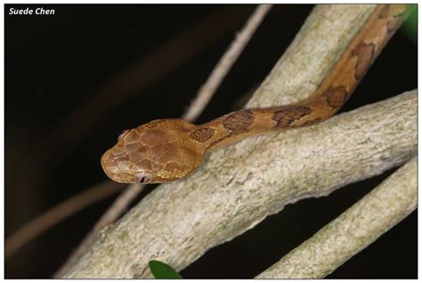 Suede Wildlife Photography 生態紀錄 2012 06 29
