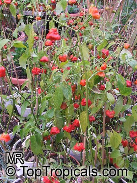 Capsicum Baccatum Starfish Pepper Brazilian Starfish Christmas Bell