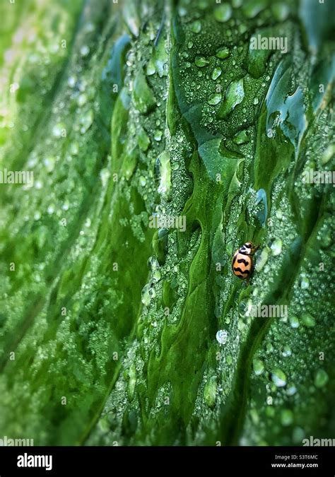 Bug On Taro Leaf Stock Photo Alamy