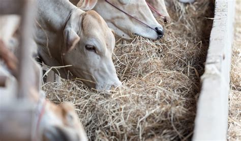 Next Generation Sequencing For Higher Throughput In Livestock The Exeter Daily