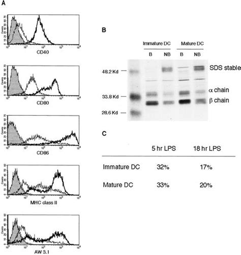 Dendritic Cells Process And Present Antigens Across A Range Of