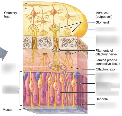 Olfaction Anatomy Diagram Quizlet