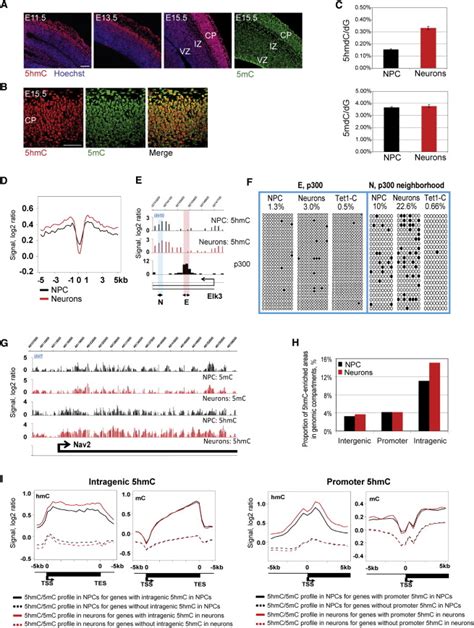 Dynamics Of Hydroxymethylcytosine And Chromatin Marks In Mammalian Neurogenesis Cell Reports