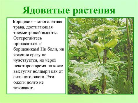 Ядовитые растения Online Presentation