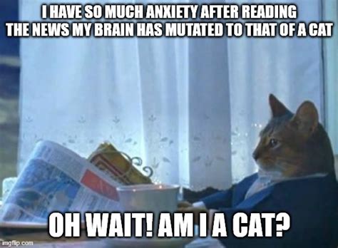 Cat Newspaper Imgflip