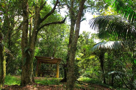 Bosques De Puerto Rico Administrados Por El Drna Para Acampar Nueva Mujer